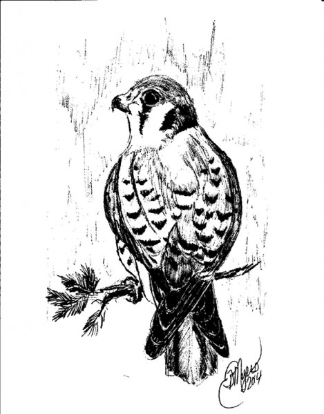 Black Hills Raptors art note cards with raptor art by Diane Myers Rapid ...