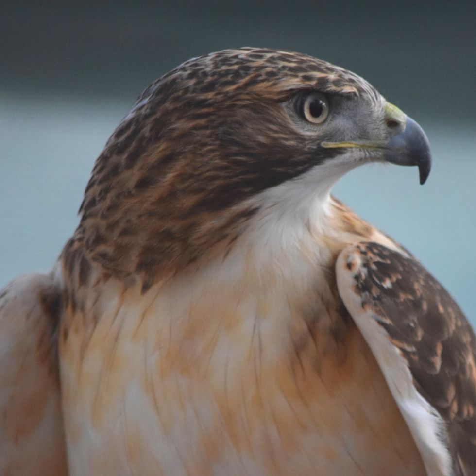 Our Raptors - Black Hills Raptor Center