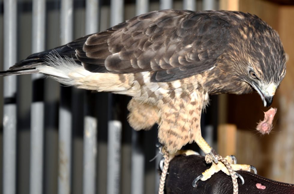 Our Raptors - Black Hills Raptor Center