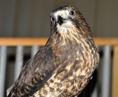 Our Raptors - Black Hills Raptor Center