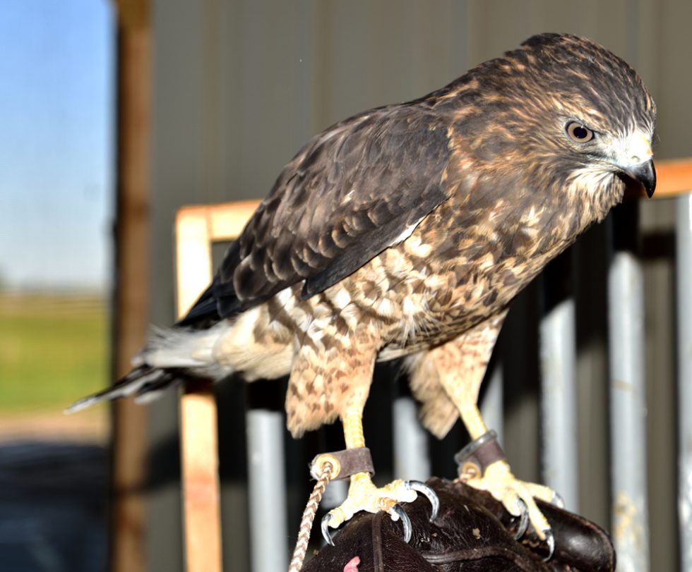 Our Raptors - Black Hills Raptor Center